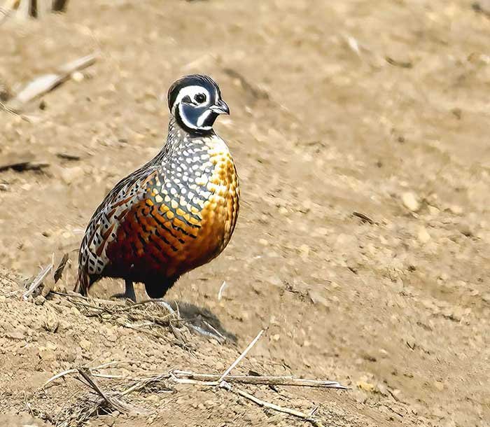 Birdwatching Guatemala | Expert Birding Tours & Photography