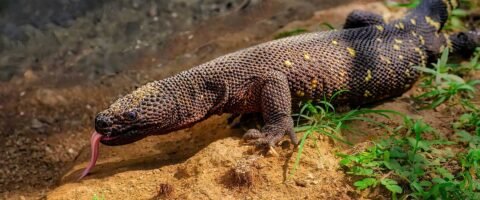 Guatemala Nature and Wildlife Tour - Birdwatching Guatemala
