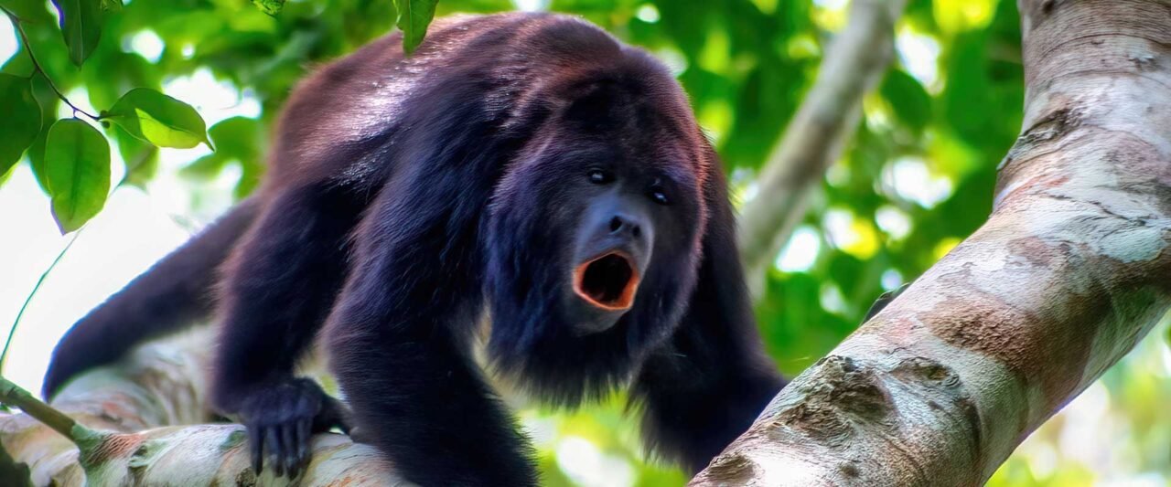 Guatemala Nature and Culture Tour - Birdwatching Guatemala