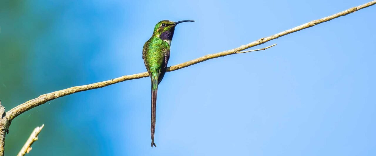 Lake Atitlan One Day Birding Trip - Birdwatching Guatemala