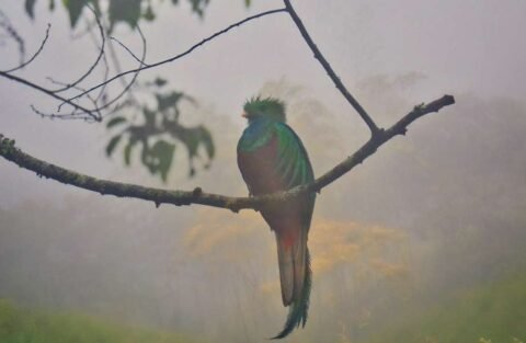 Bird of Guatemala: Unveiling the Resplendent Quetzal’s Glory ...
