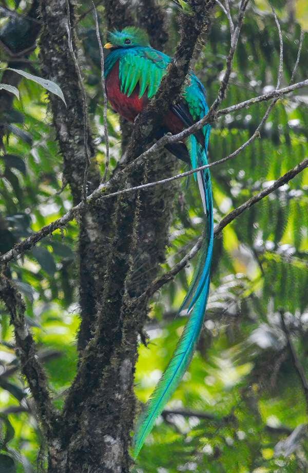 Bird of Guatemala: Unveiling the Resplendent Quetzal’s Glory ...
