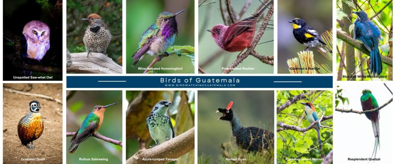 Explore Birds of Guatemala: Your Guide to Avian Wonders