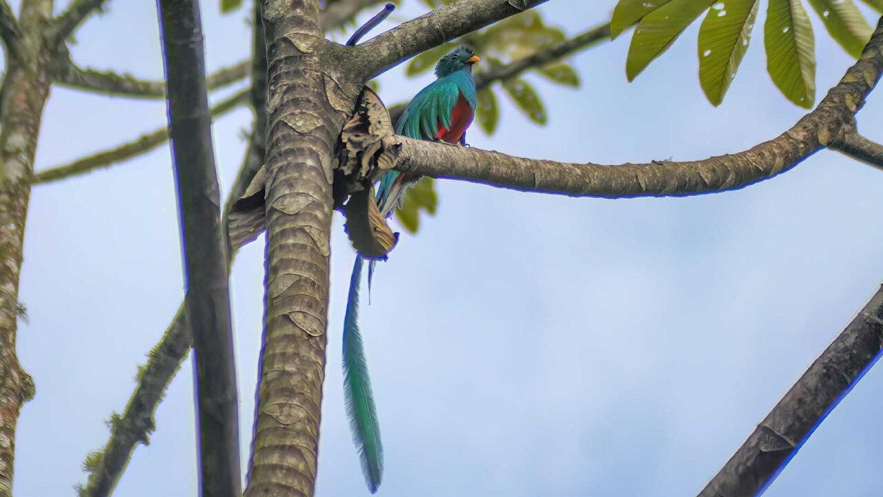 Guatemala’s Wildlife: A Biodiversity Treasure - Birdwatching Guatemala