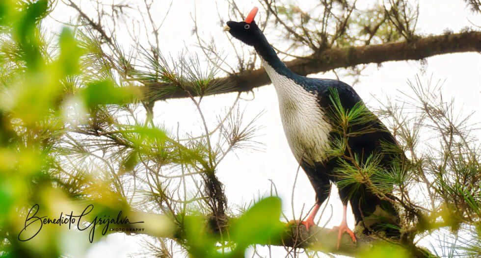Horned Guan Birding Tour: Rare Sightings in Guatemala